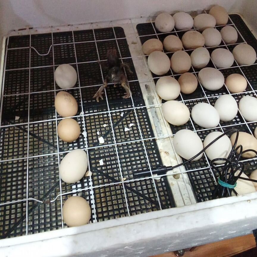 Инкубационное яйцо