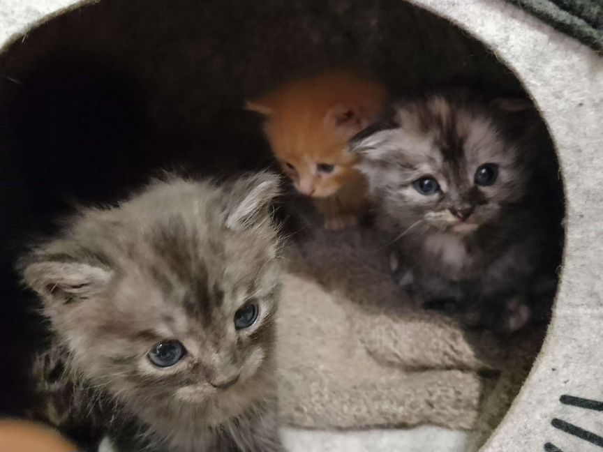 Кошка в дар бесплатно