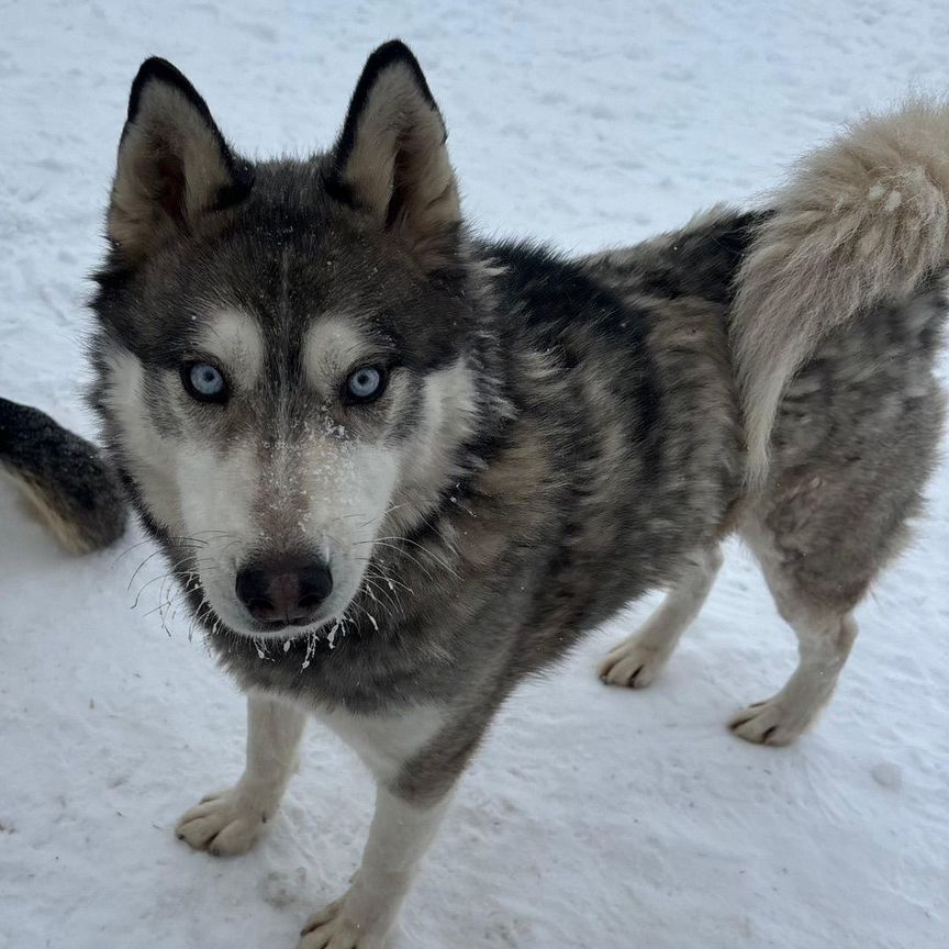 Хаски в добрые руки