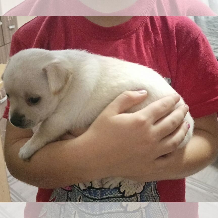 Русский той-терьер, щенок