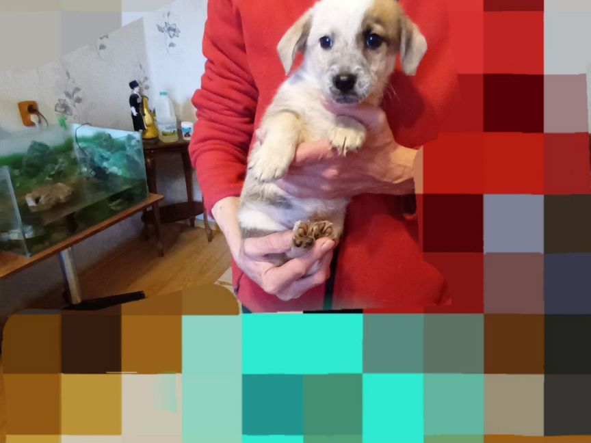 Щенок в добрые руки