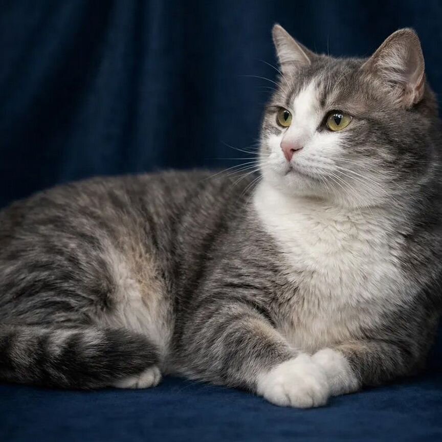 Взрослая, кошка в добрые руки