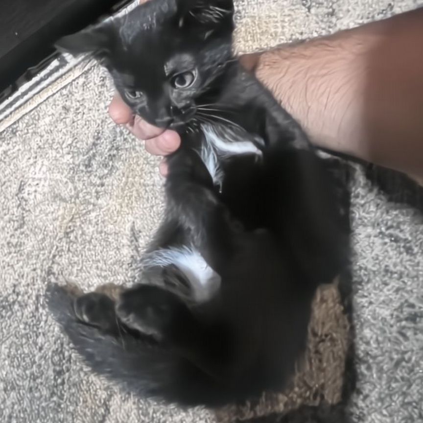 Котёнок в добрые руки