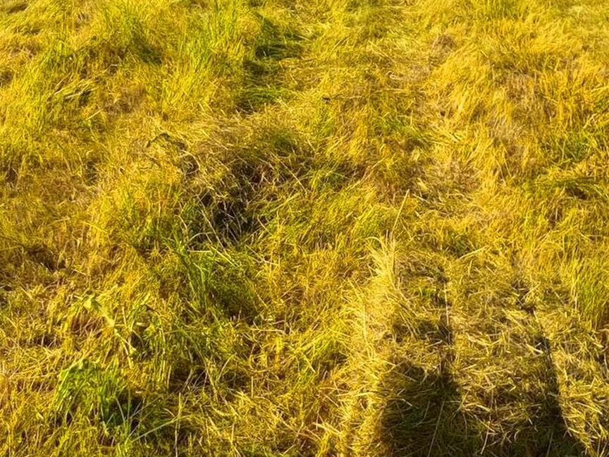 Сено в тюках