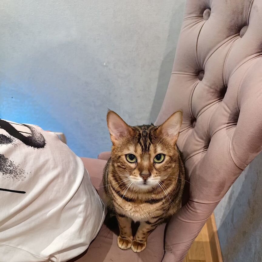 Отдаю в добрые руки Бенгалку