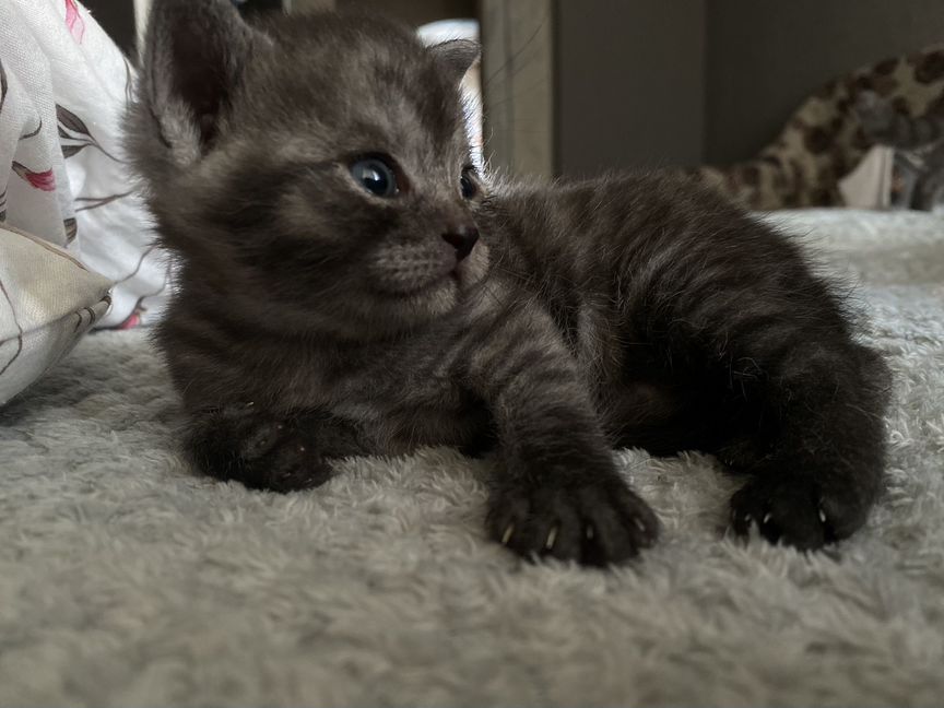 Котята в добрые руки руки мальчик и девочка