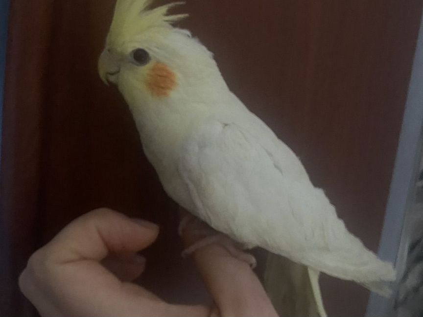 Попугай корелла