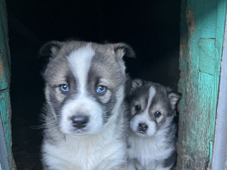 Сибирский хаски