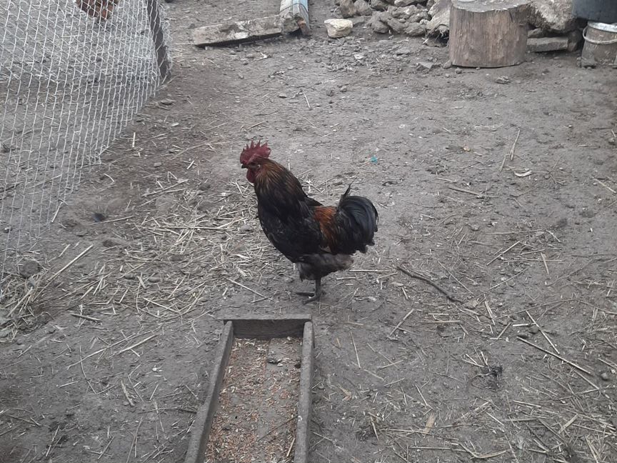 Петушок лакендази