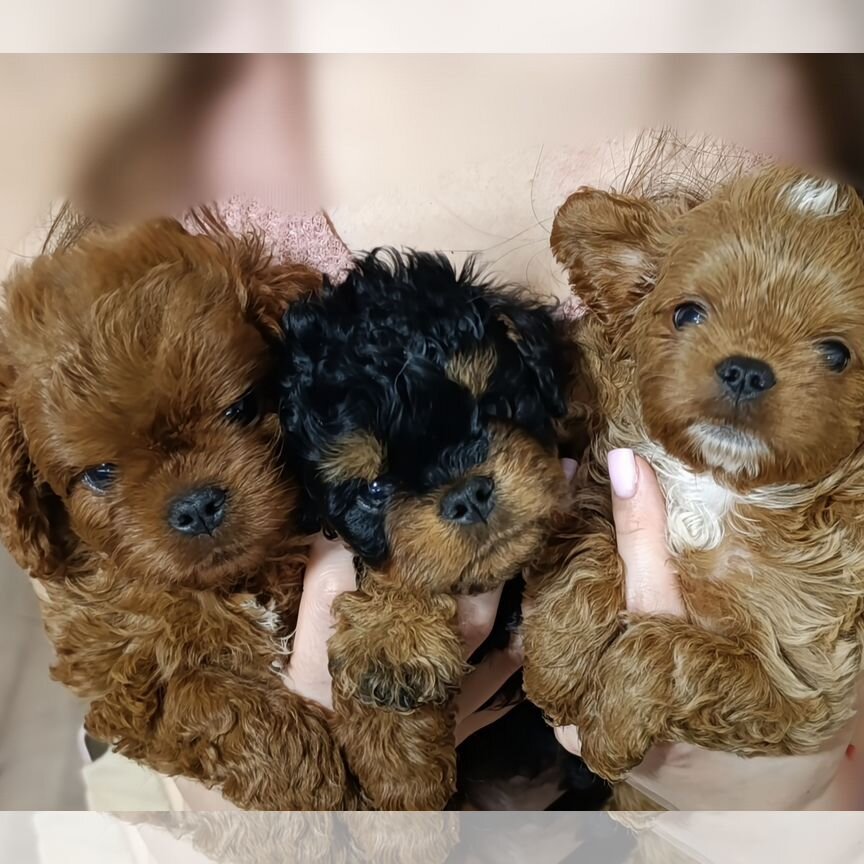 Мальтипу, щенок