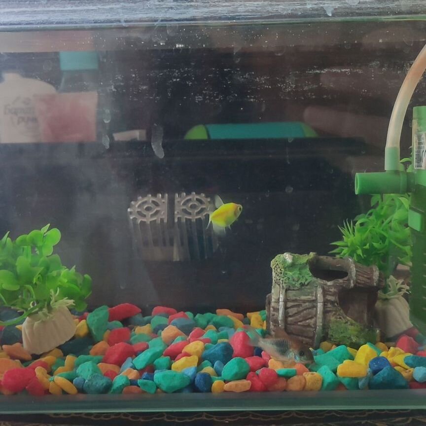 Аквариум с рыбками
