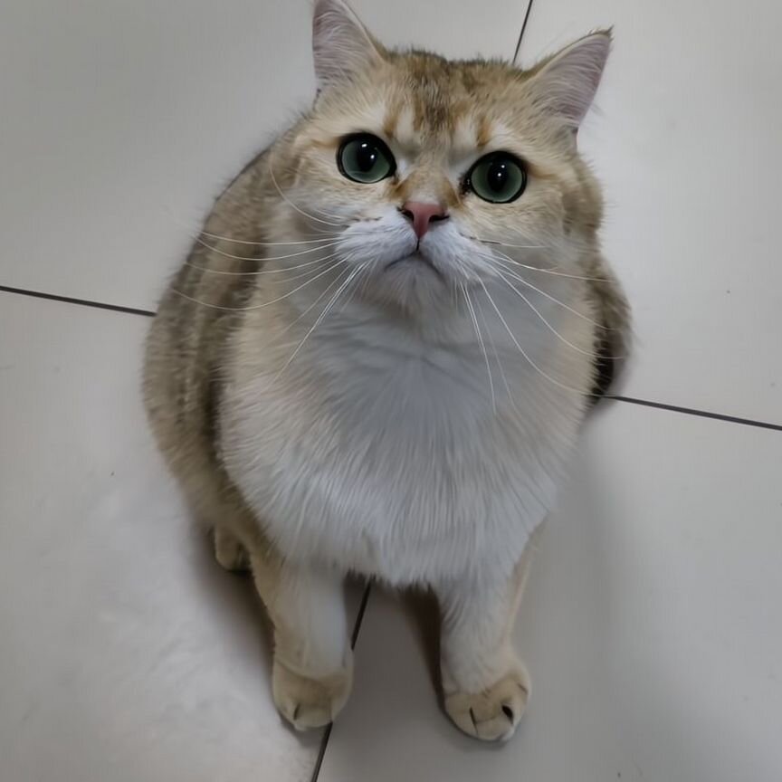 Британский короткошёрстный, взрослый кот