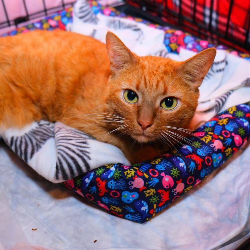 Золотой котик в добрые руки