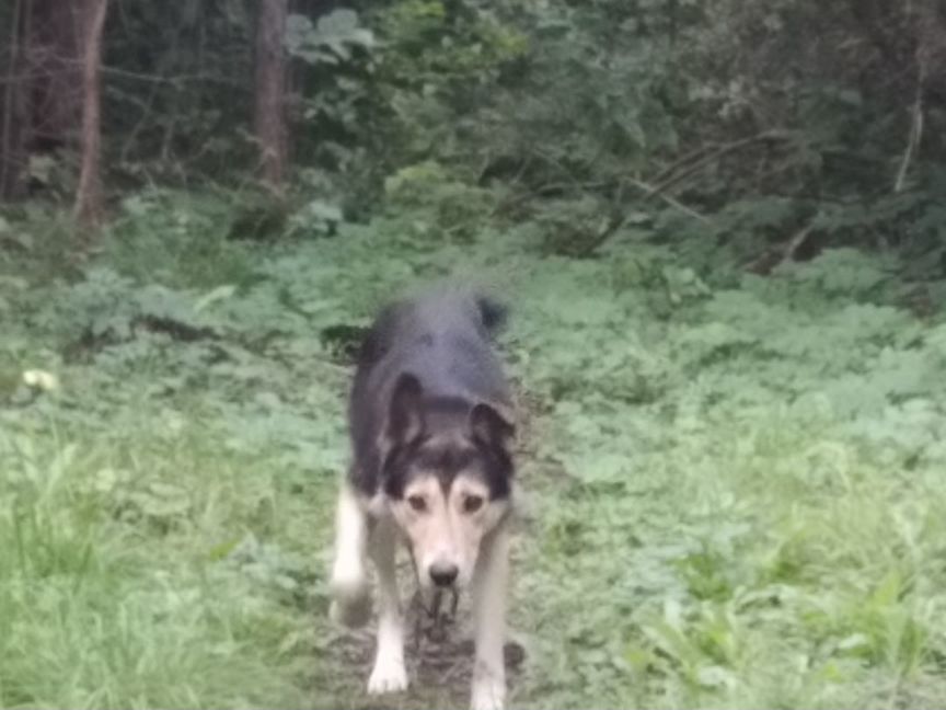 Отдадим кобеля