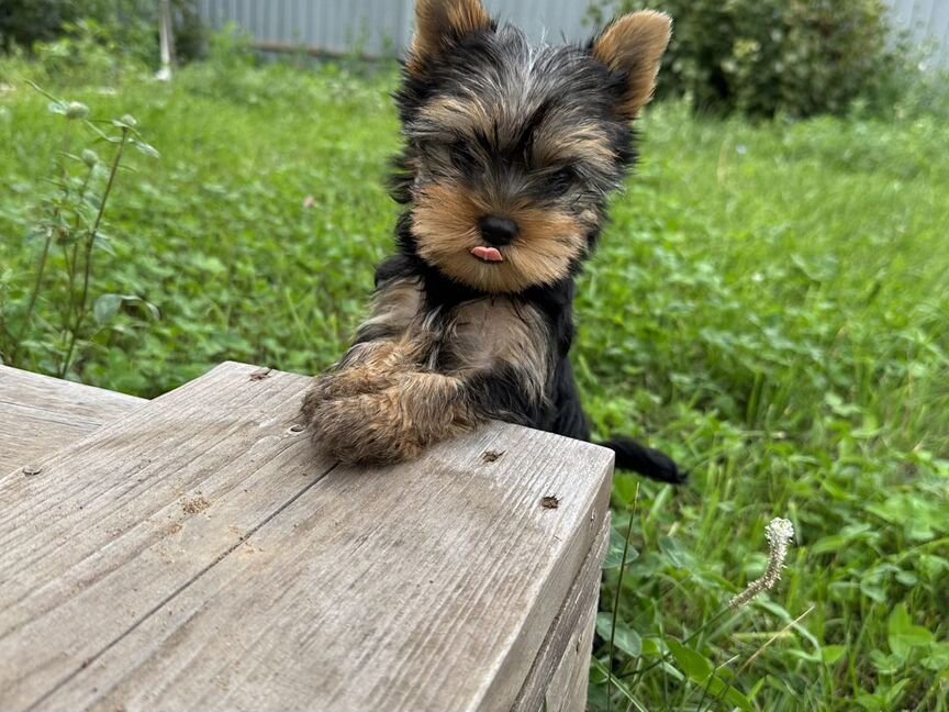 Йоркширский терьер щенки девочки mini