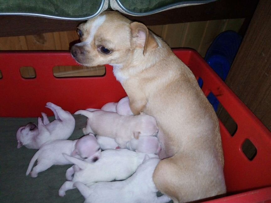 Щенки чихуахуа