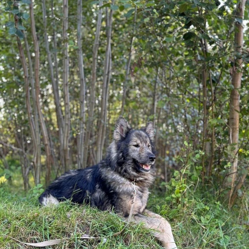 Собака в добрые руки