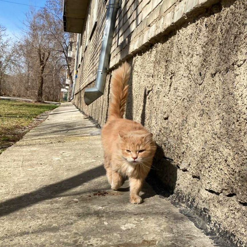 Котик в поисках дома