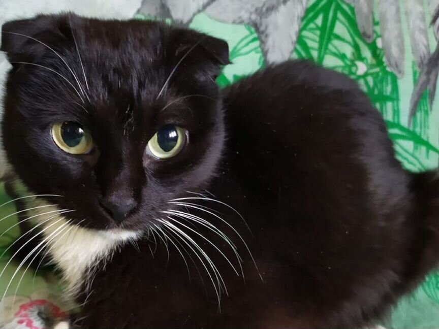 Кошка в дар