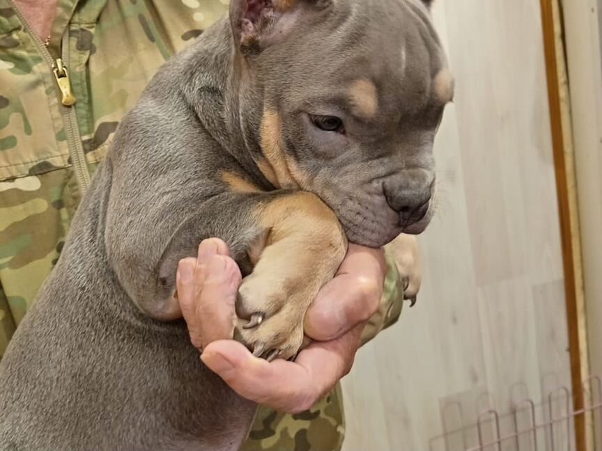 Американский булли