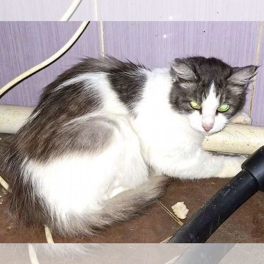 Взрослый кот в добрые руки