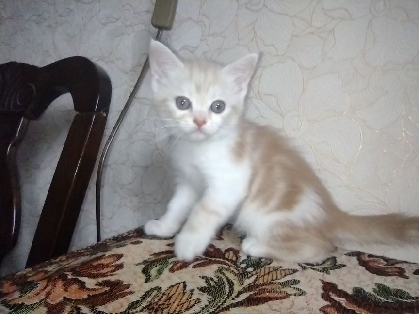 Золотые котейки