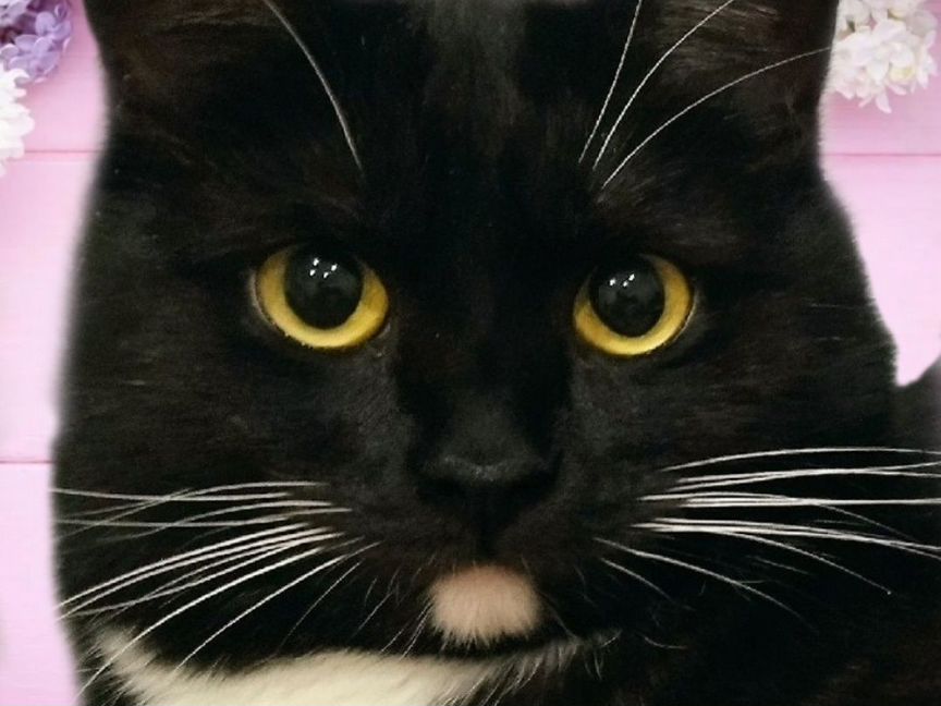 Кошка