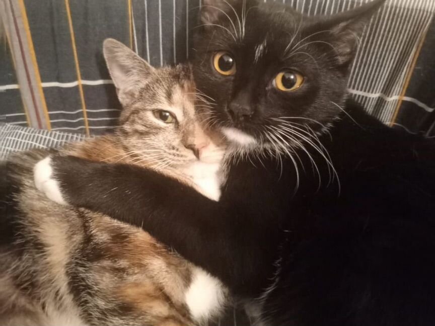 Кошки Ариша и Киса