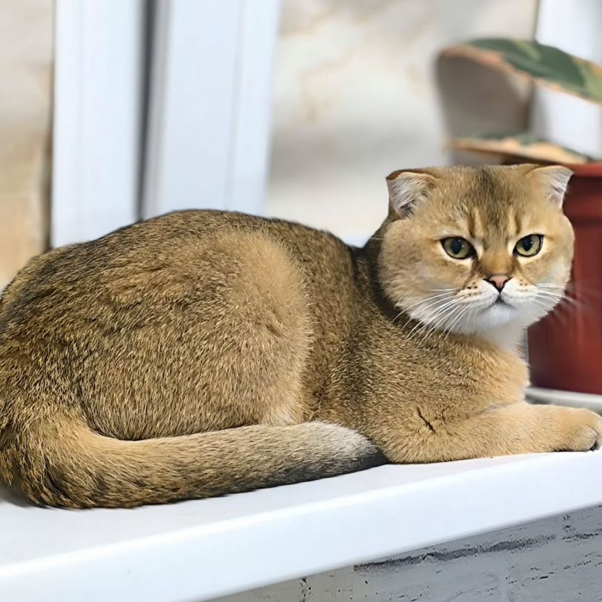 Британская золотая шиншилла кот