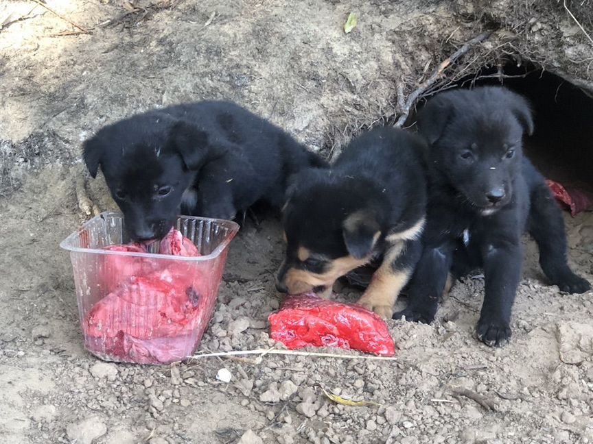 Щенки