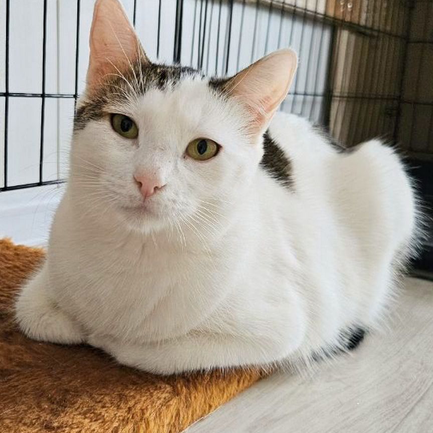 Кошка Булочка