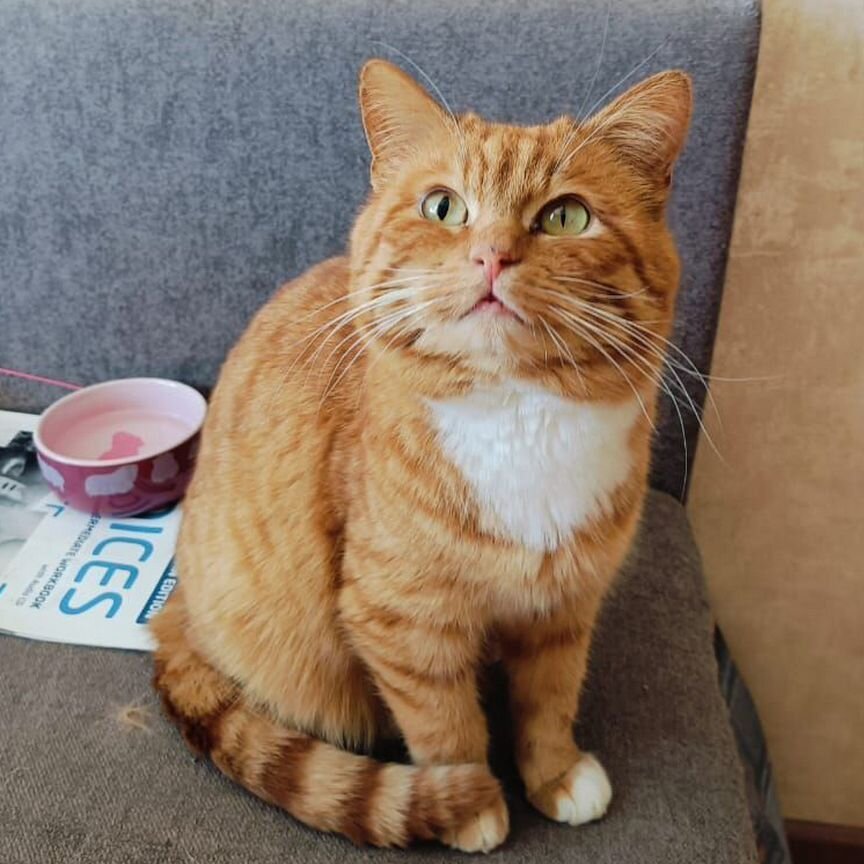 Взрослый кот в добрые руки