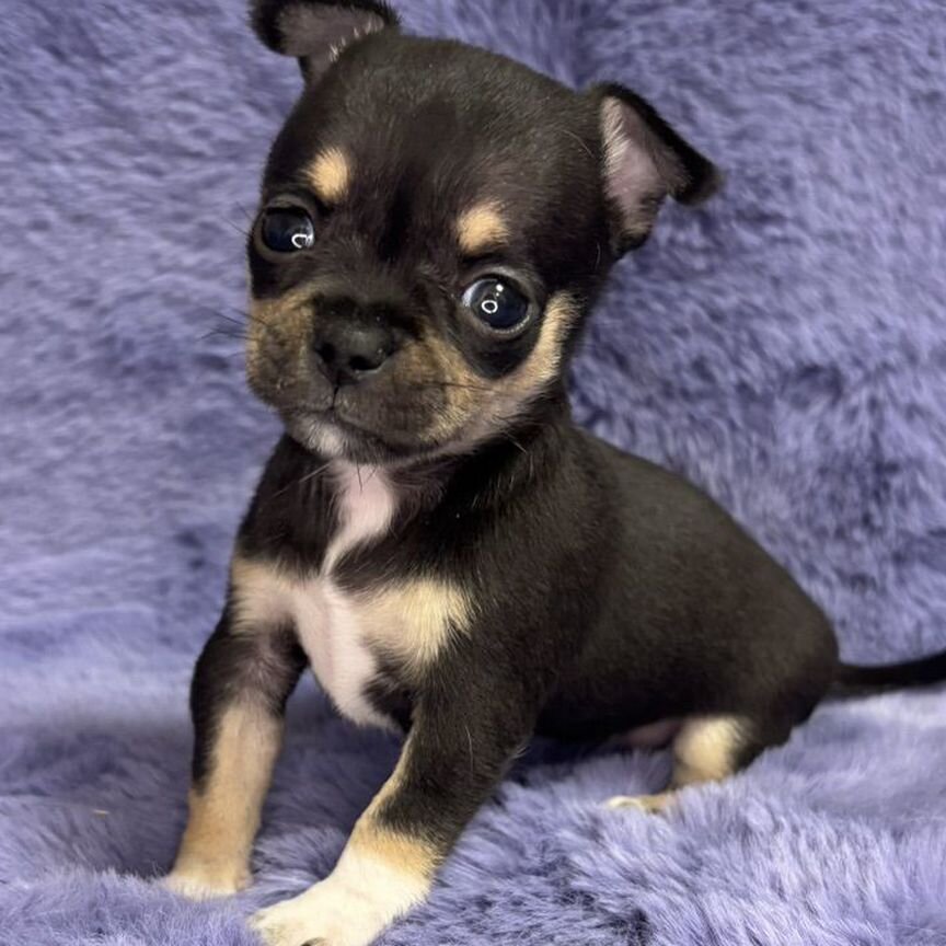 Чихуахуа мини щенки