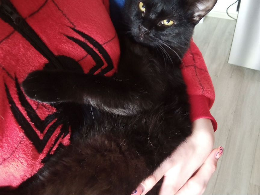 Чëрный кот