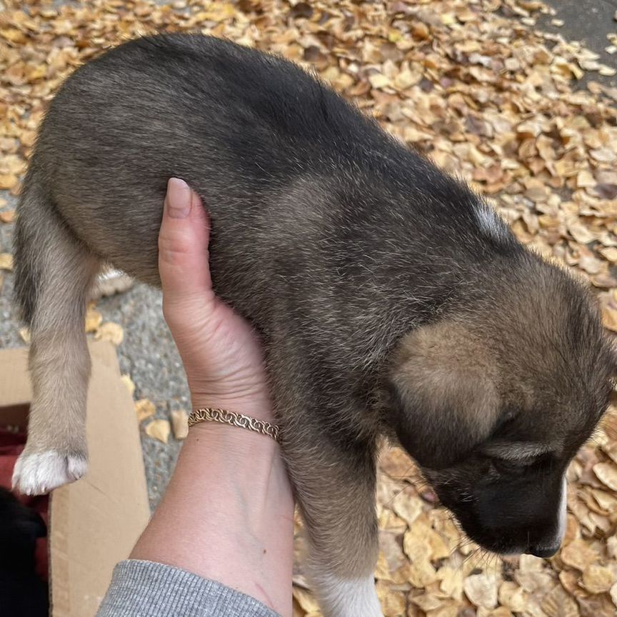 Щенки маленьких пород в добрые руки