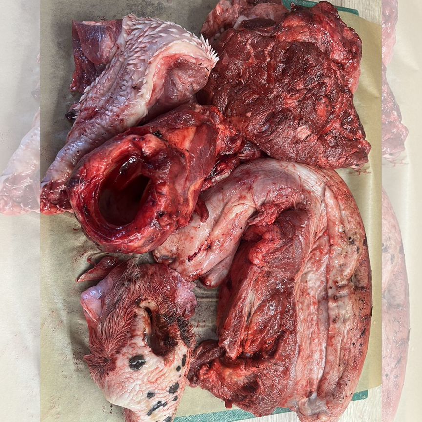 Мясо голов говядина. Натуральный корм