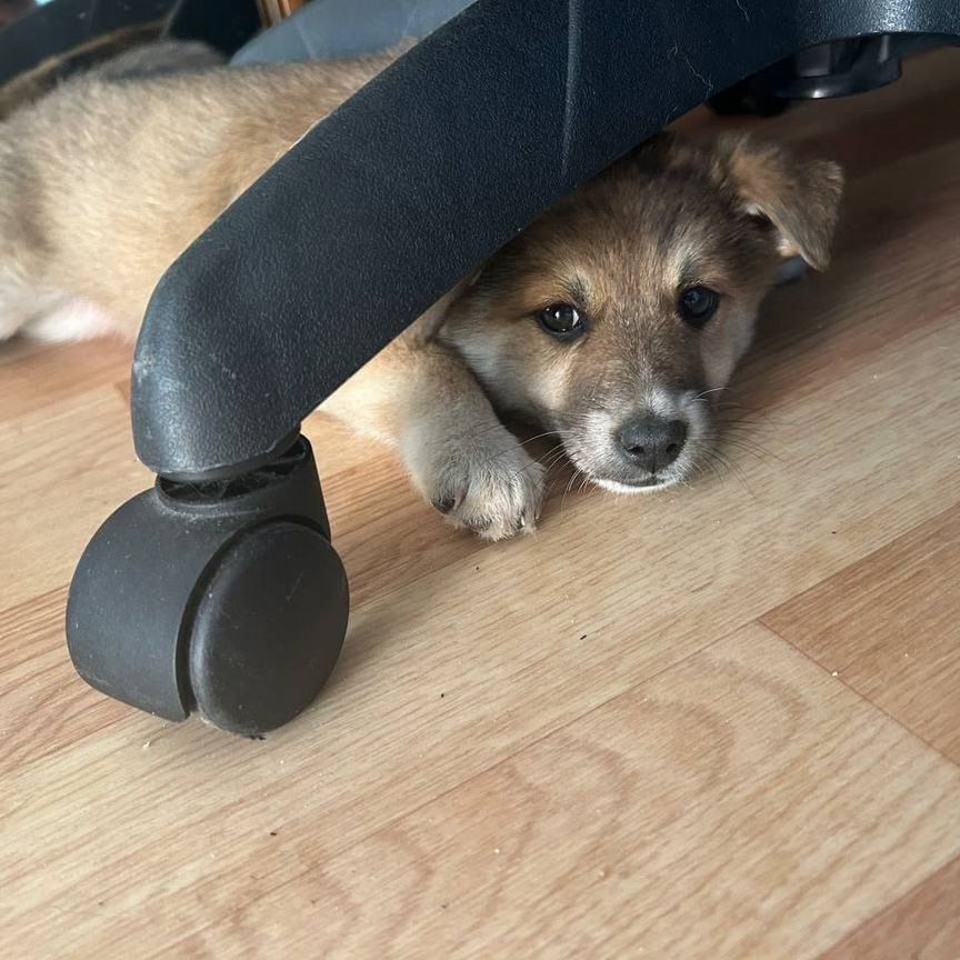 Щенки-девочки 1,5 месяца