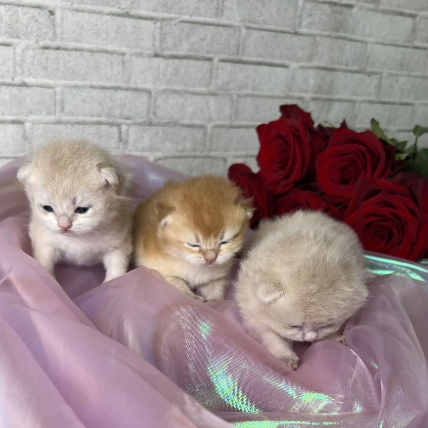 Британские котята голубые и золотые