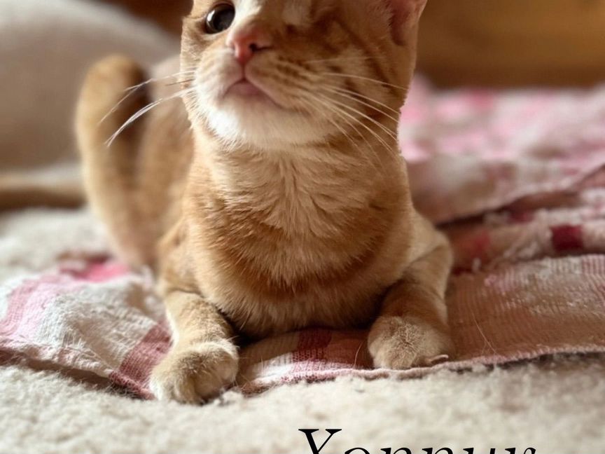 Котята в добрые руки