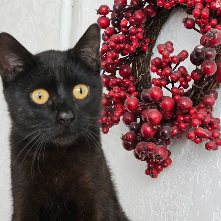 Котик бесплатно
