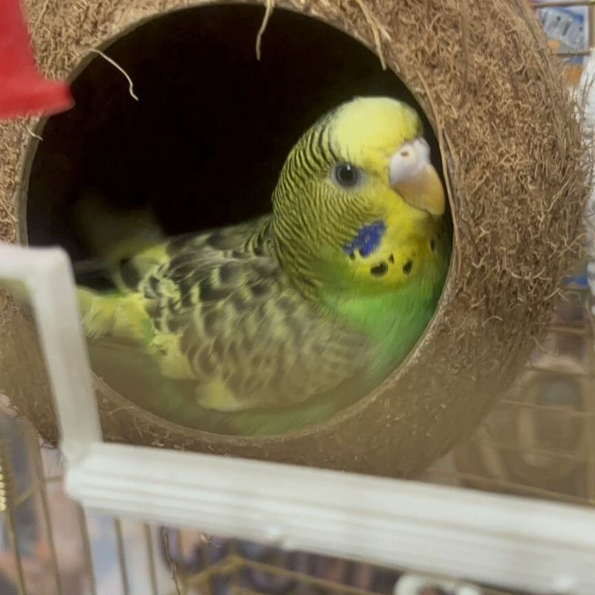 Волнистый попугай