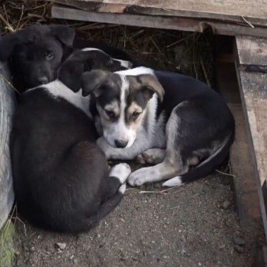 Щенки замерзают