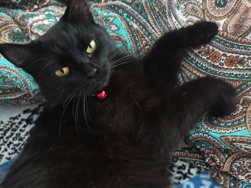 Кошки в добрые руки бесплатно