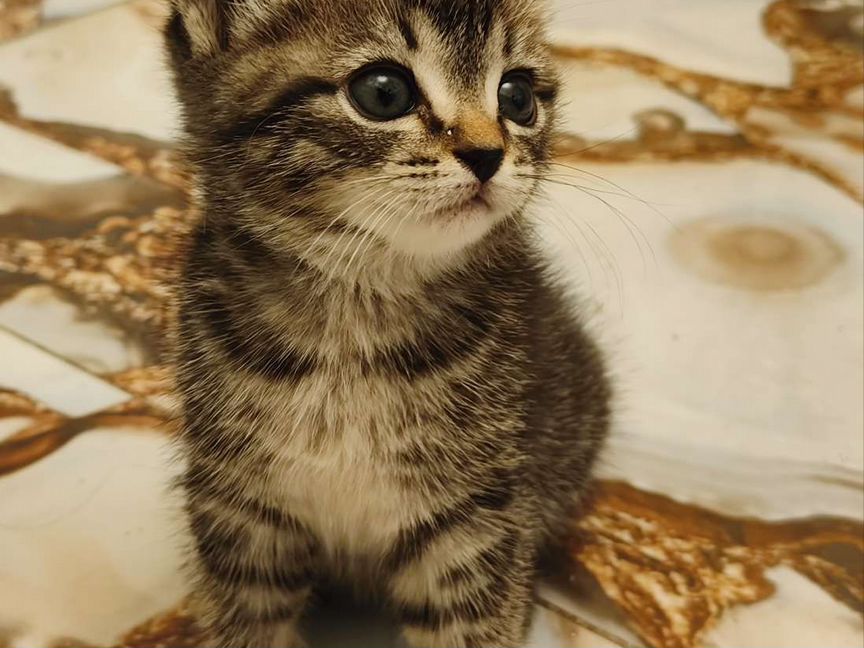 Короткошерстная спокойная девочка