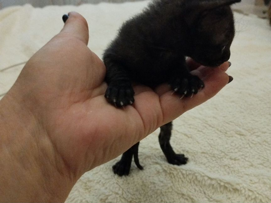 Кошка
