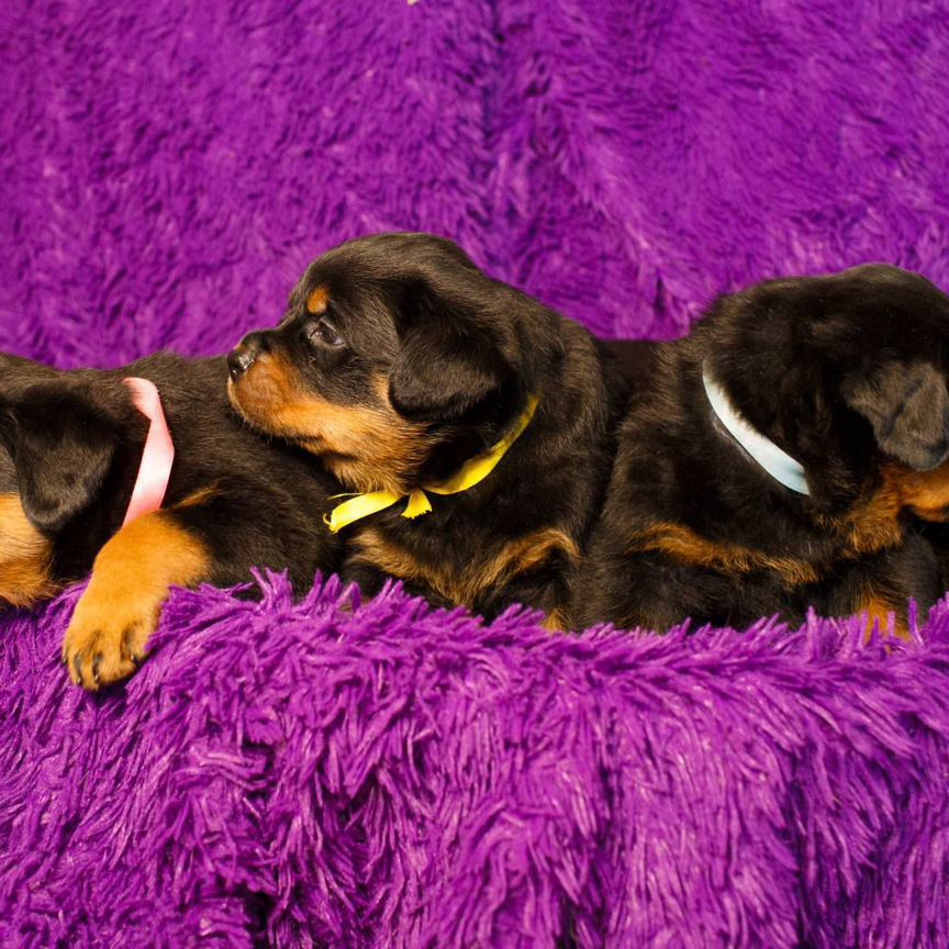 Ротвейлера продажа