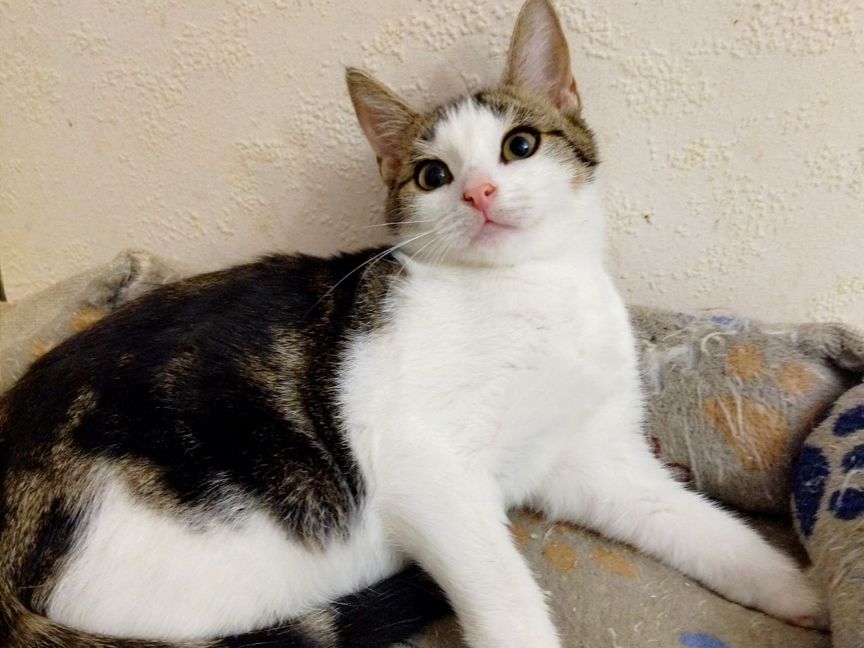 Матвеюшка ищет дом