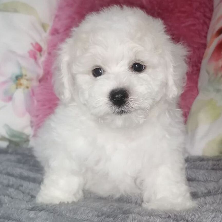 Бишон фризе, щенок