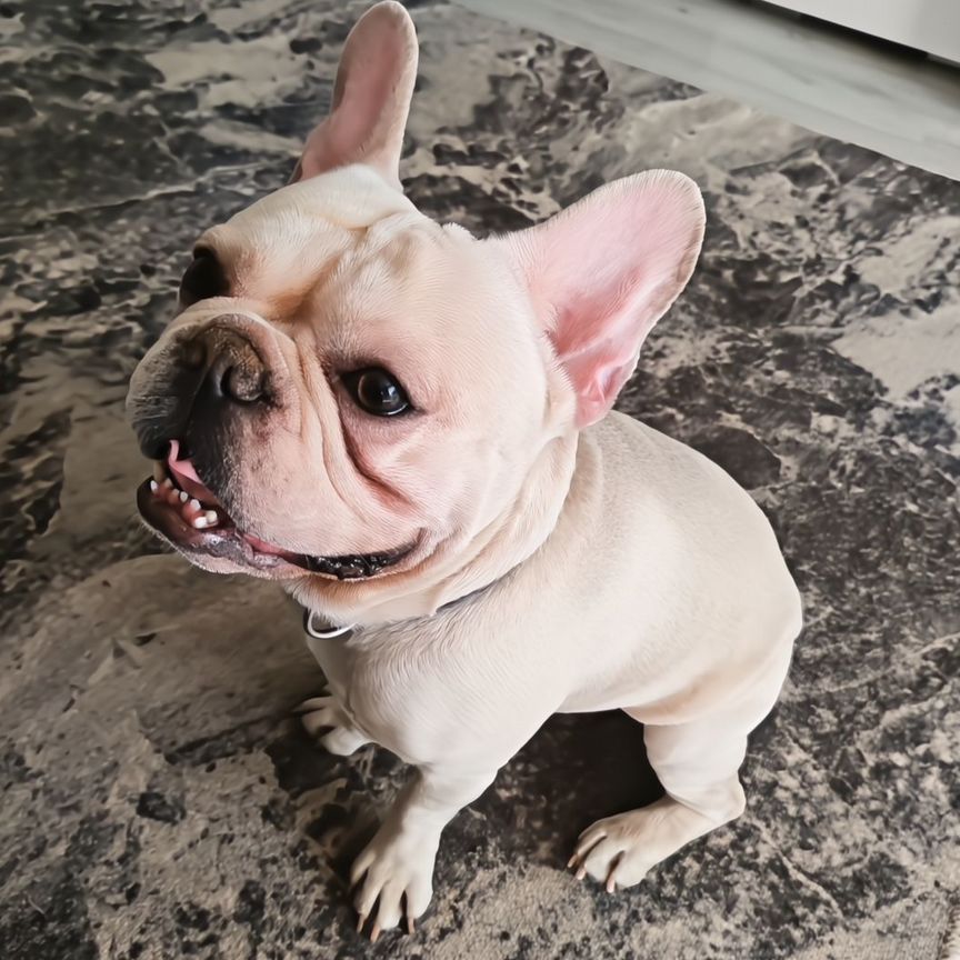 Французский бульдог, взрослый пёс