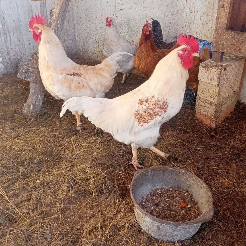 Молодые петухи